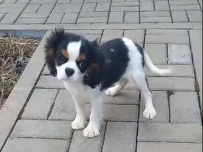 Девочка Кавалер Кинг Чарльз Спаниель