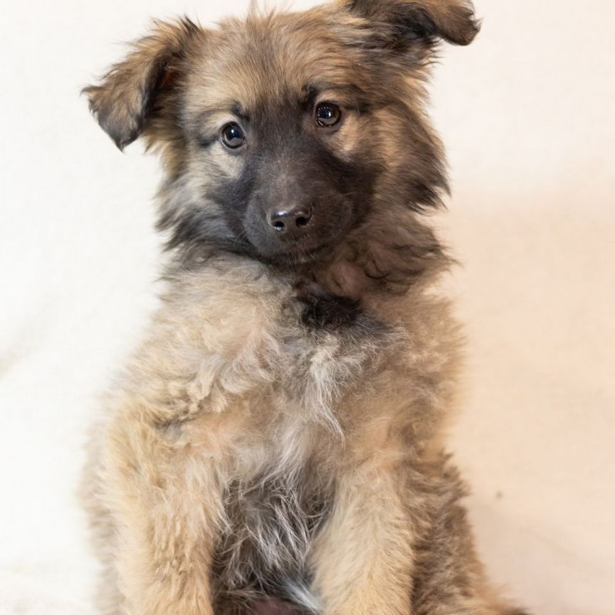 Щенок в добрые руки