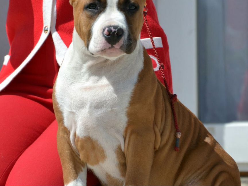 Идеальные щенки амстаффа