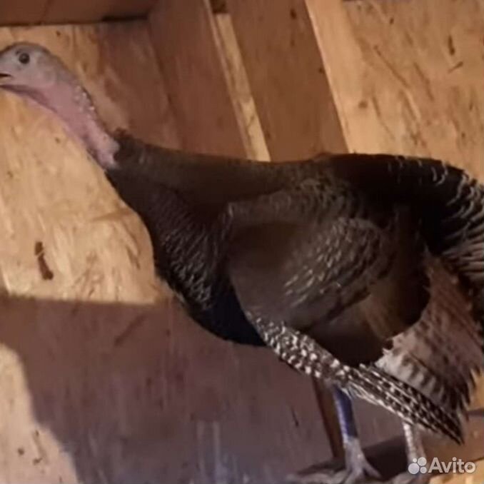 Индюшки Северокавказская Бронза