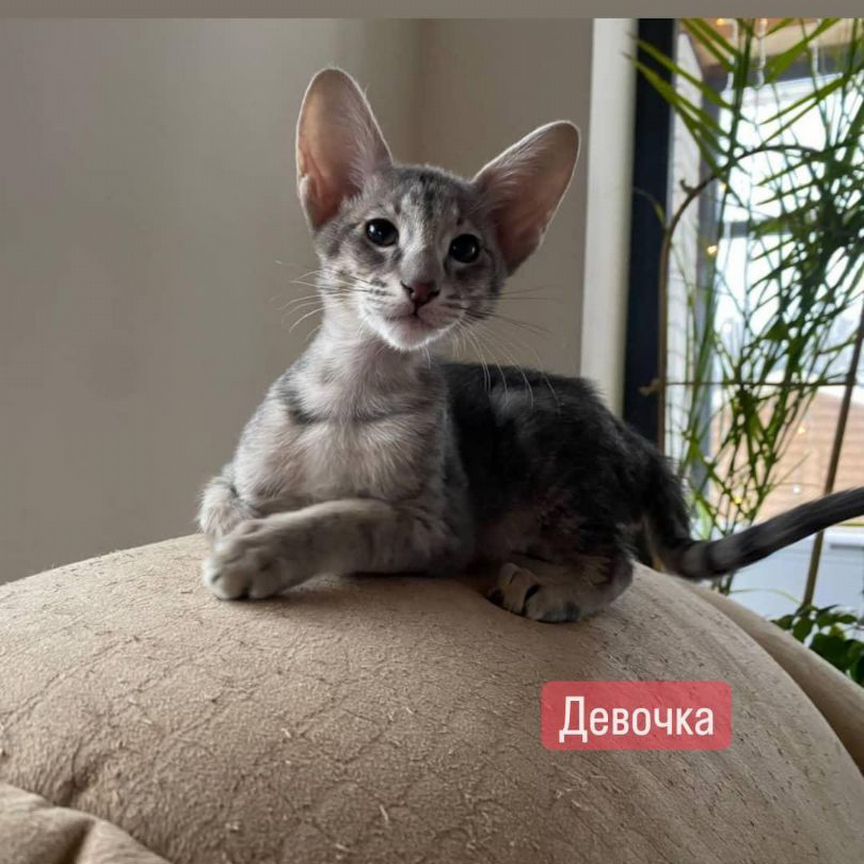 Ориентальные котята