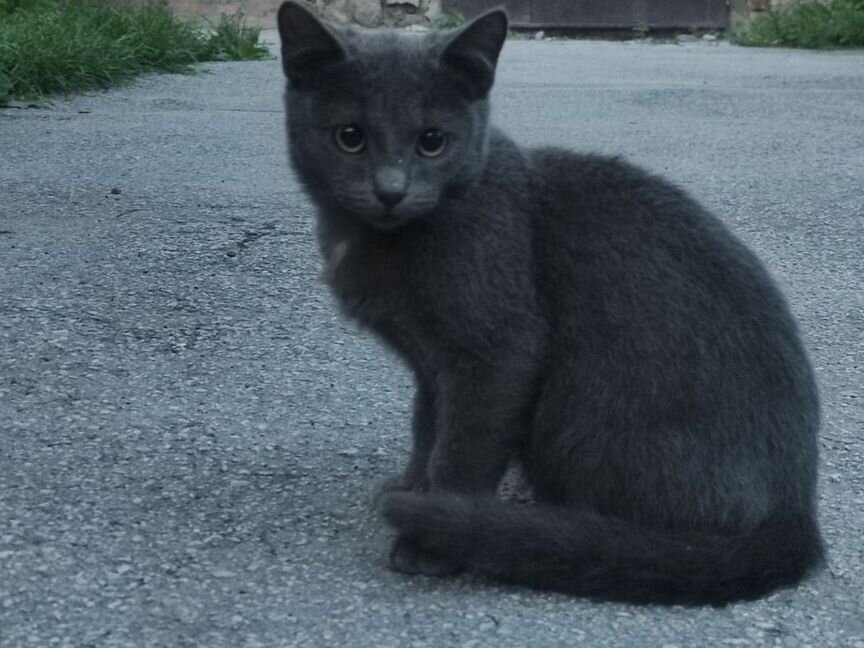 Отдам котят