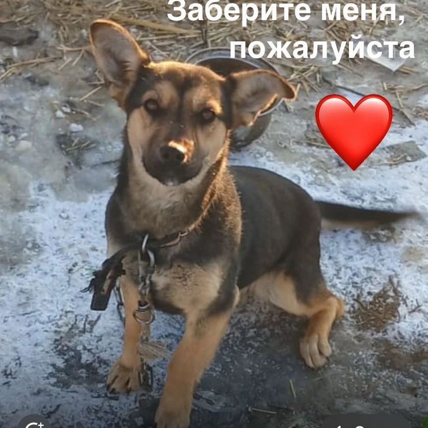 Собака в добрые руки