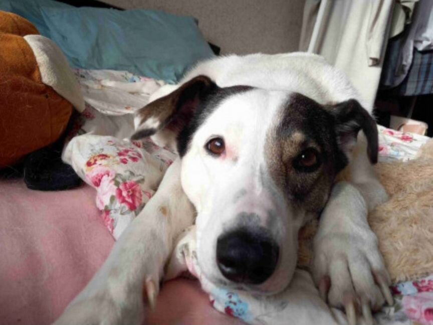 Джесси ищет новый дом