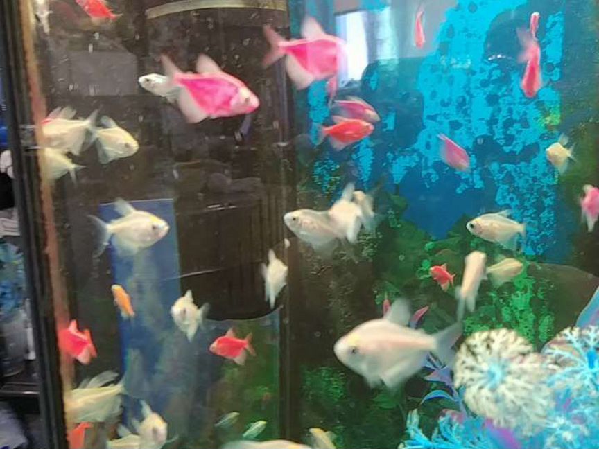 Аквариумные рыбки