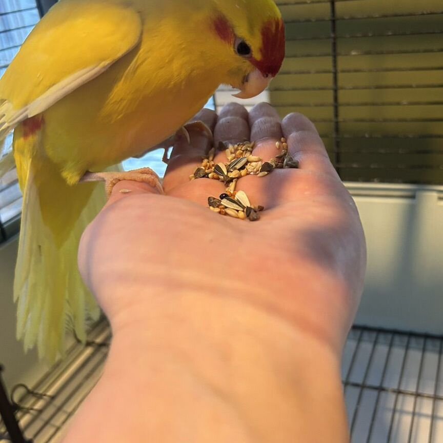 Новозеландский Какарик, вместе с клеткой