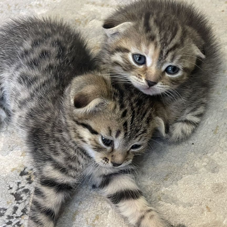 Шотландский вислоухий короткошёрстный котёнок