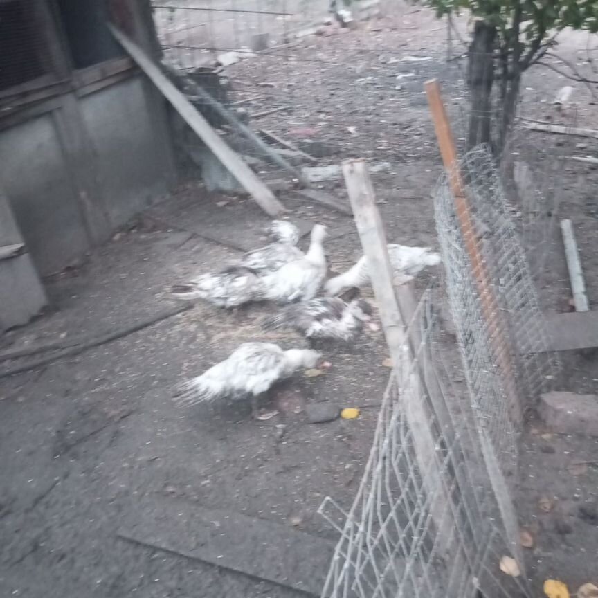 Утята шипуны