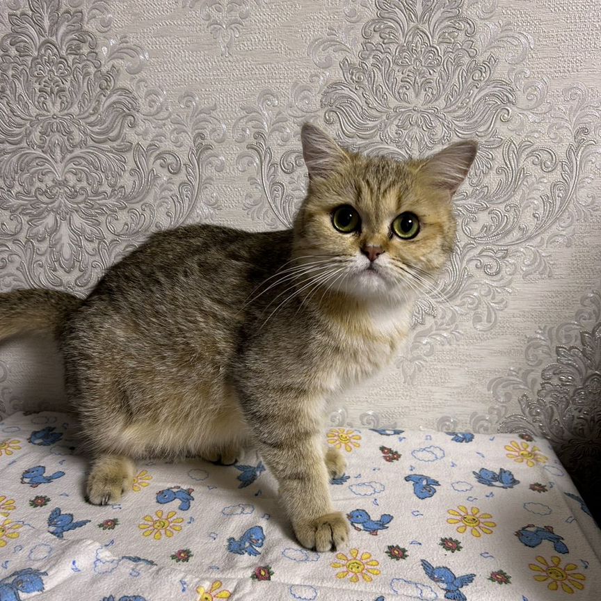 Шотландская