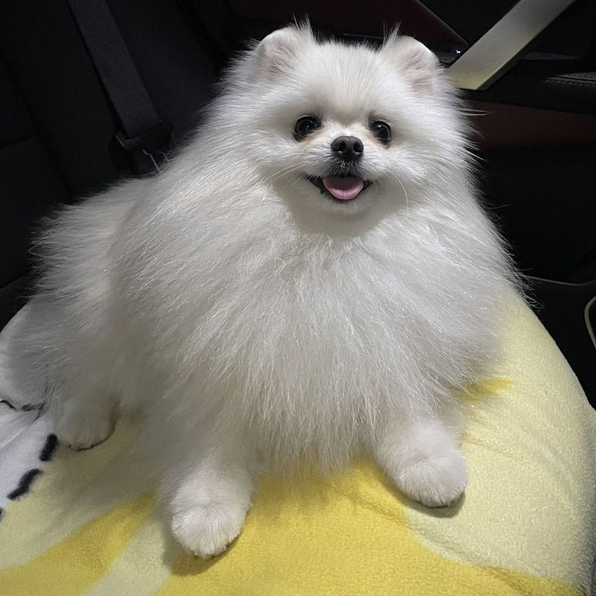 Померанский шпиц для фотосессии