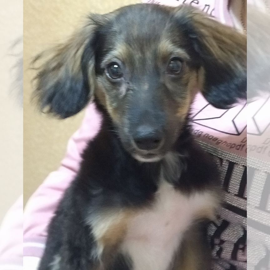 Щенок в добрые руки