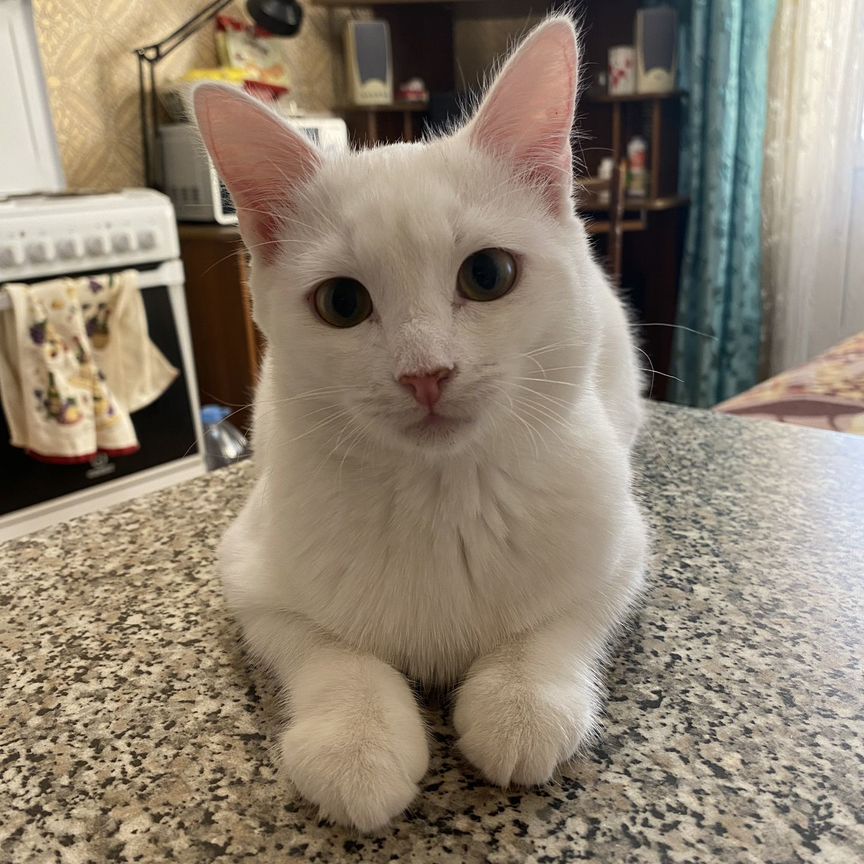 Кошечку в добрые руки бесплатно