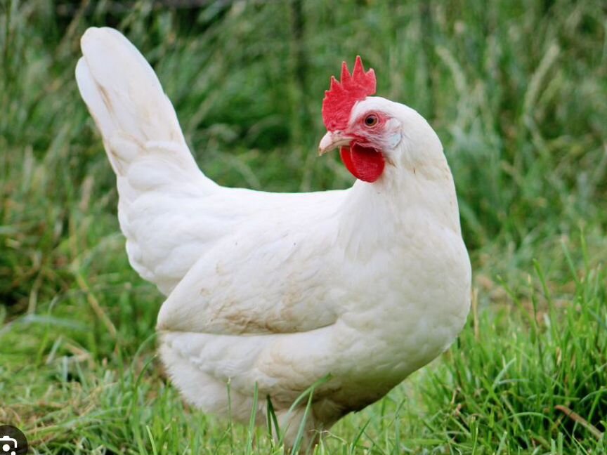 Белые курицы несушки 6 месяцев Бесплатная доставка