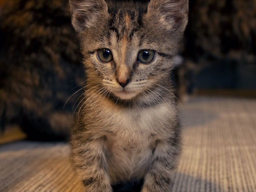 Котенок Василиса 2,5 месяца