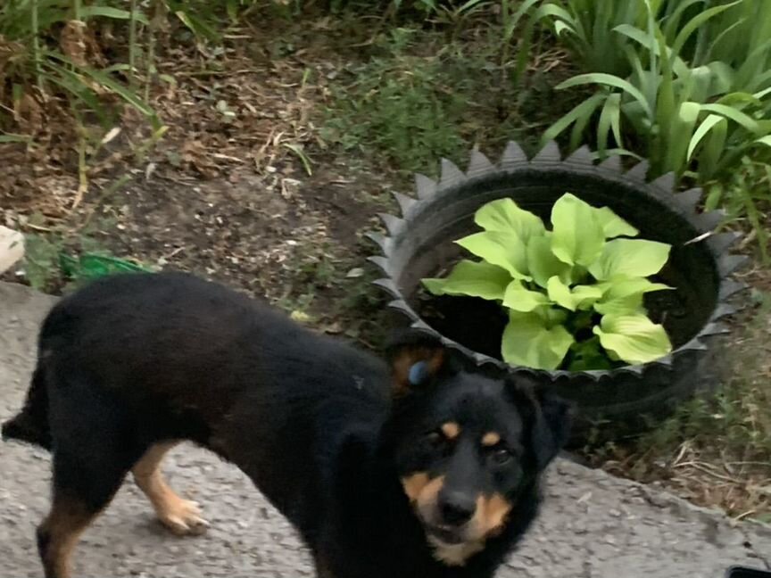 Пес в добрые руки