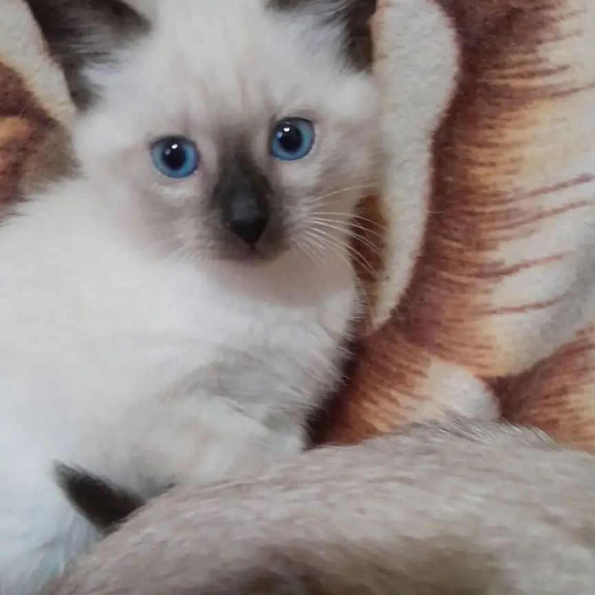 Тайский котёнок