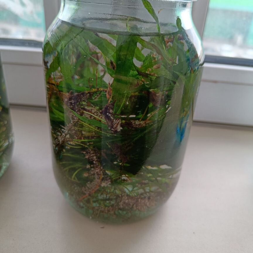 Аквариумная трава