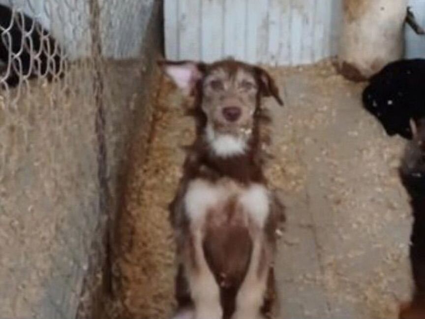 Собака Зайка