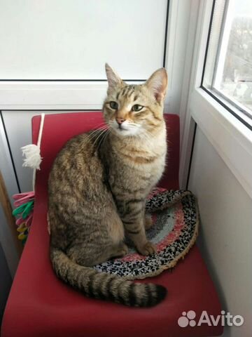 Котик Яша 7 месяцев