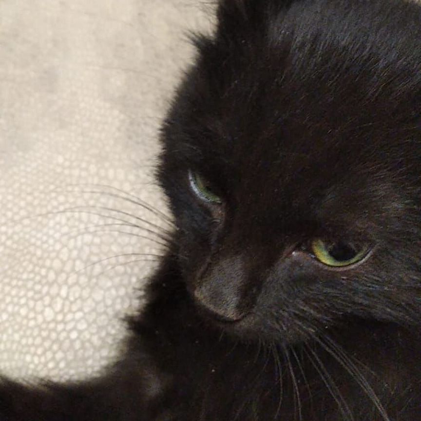 Кошечка 4-5мес потеряшка