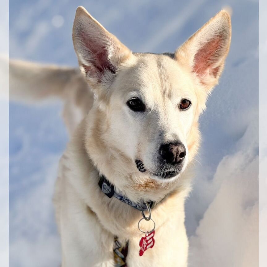 Взрослая собака в добрые руки