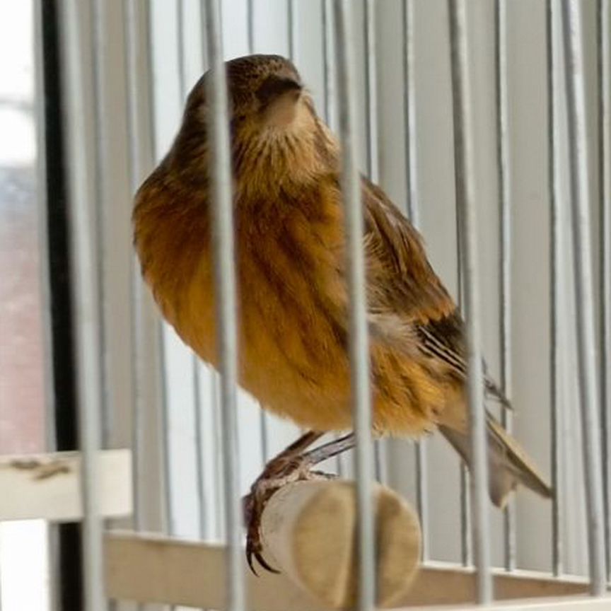 Гибрид канарейка репел самка