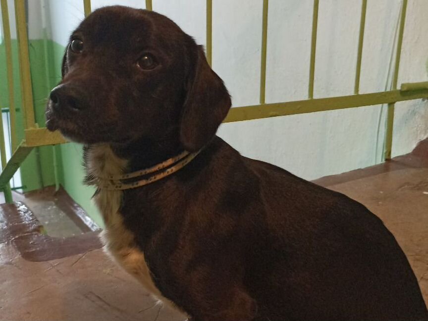 Собака в добрые руки