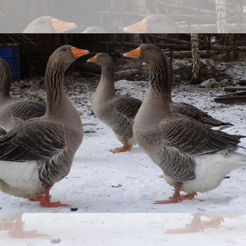 Продаются гуси