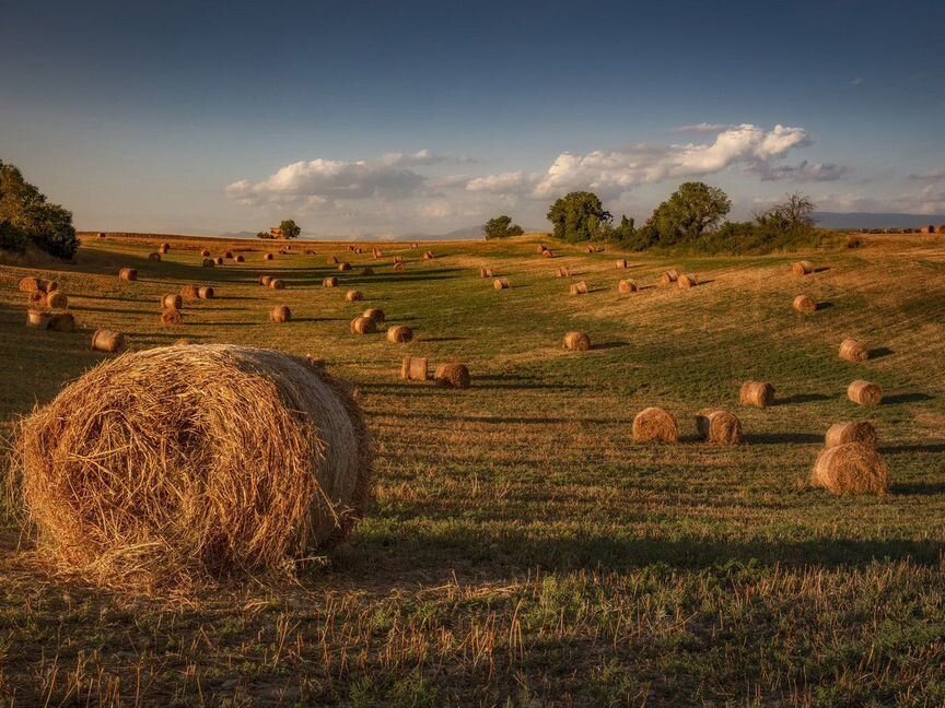 Сено в рулонах
