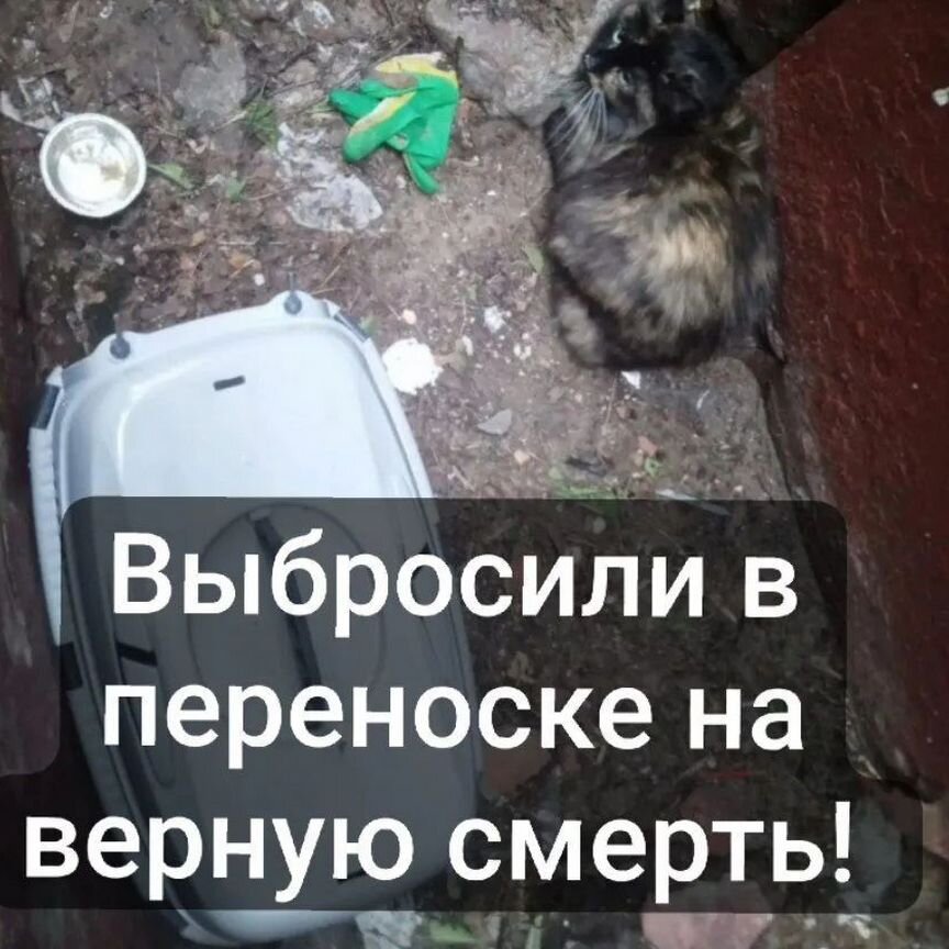Взрослая, кошка в добрые руки