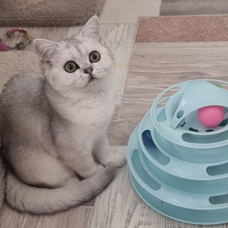 Шотландская серебристая шиншилла Валирия