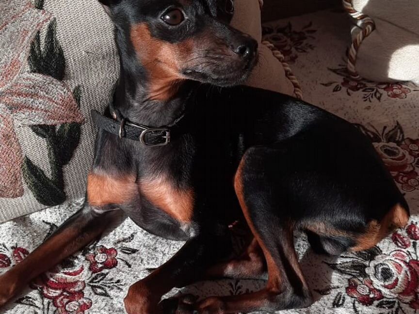 Мальчик чихуахуа. Ищем девочку для случки