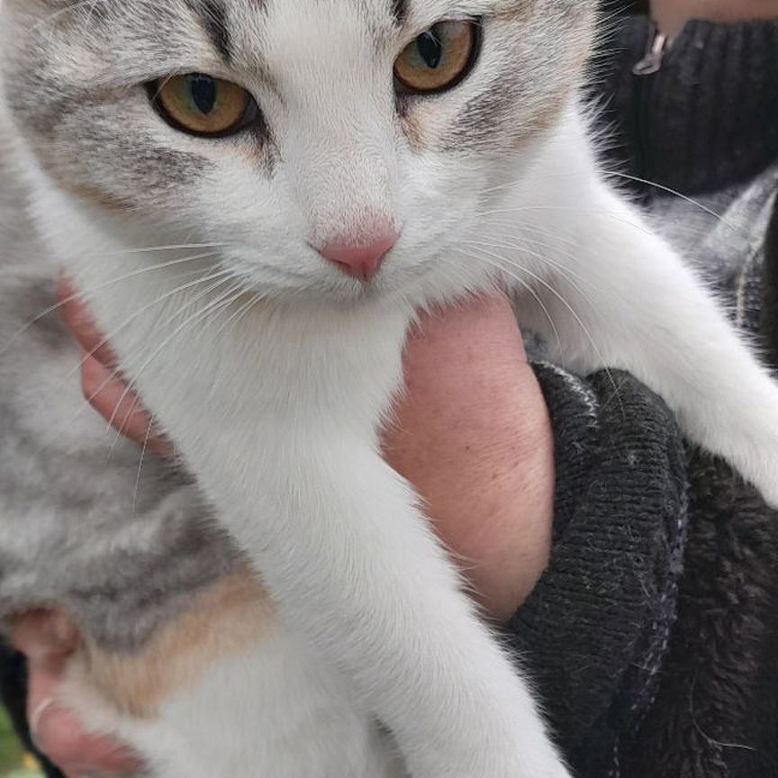 Кошки в добрые руки