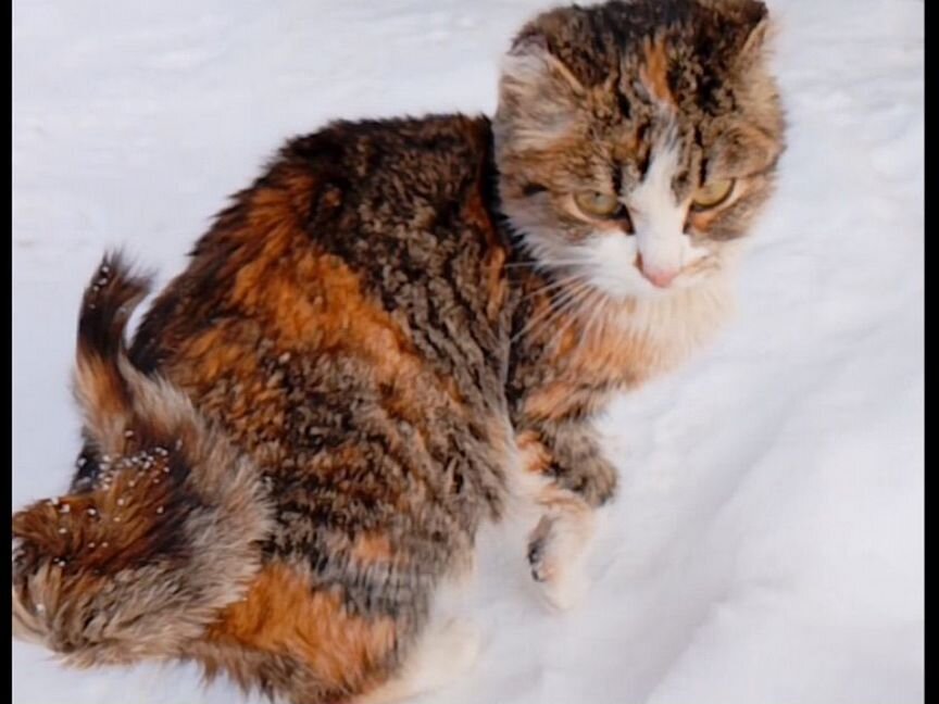 Кошка