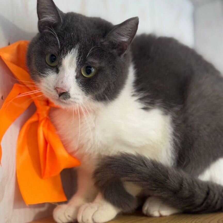 Взрослая кошка в добрые руки