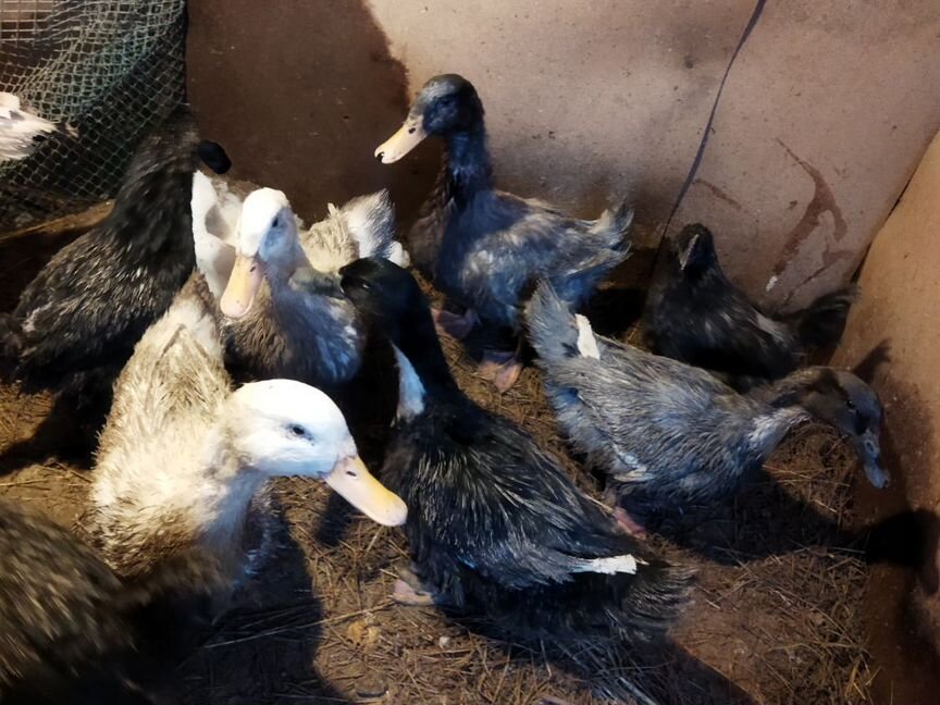 Пекинская утка