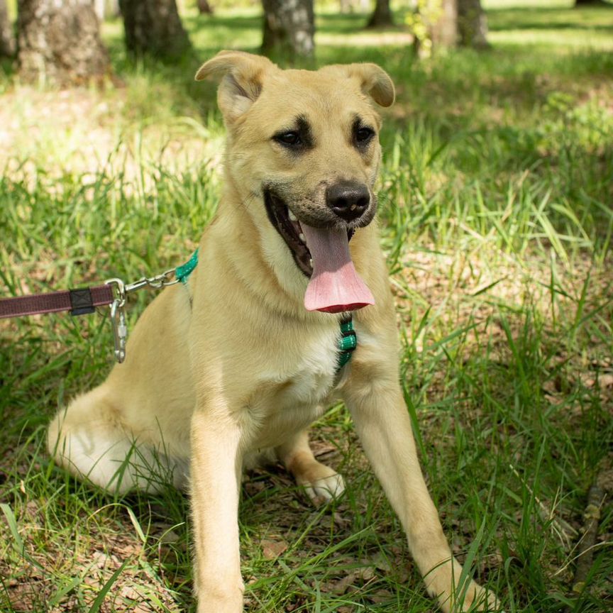 Умняшка-малыш Дизель ищет дом