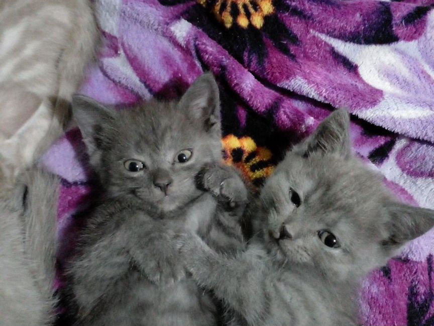 Отдам котят