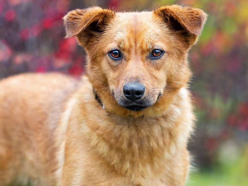 Маленькая девочка ищет дом