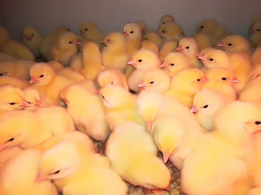 Цыплята бройлеров