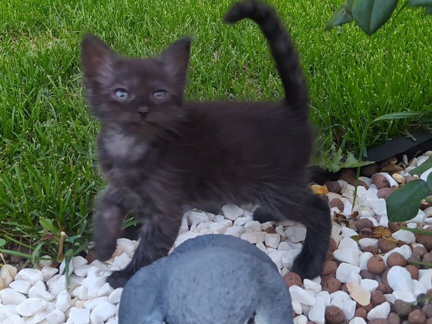 Котик 1,5 месяца