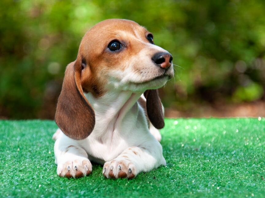 Кроличья такса окраса пайболд