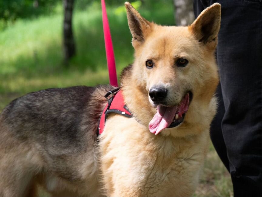 Замечательная собака в добрые руки