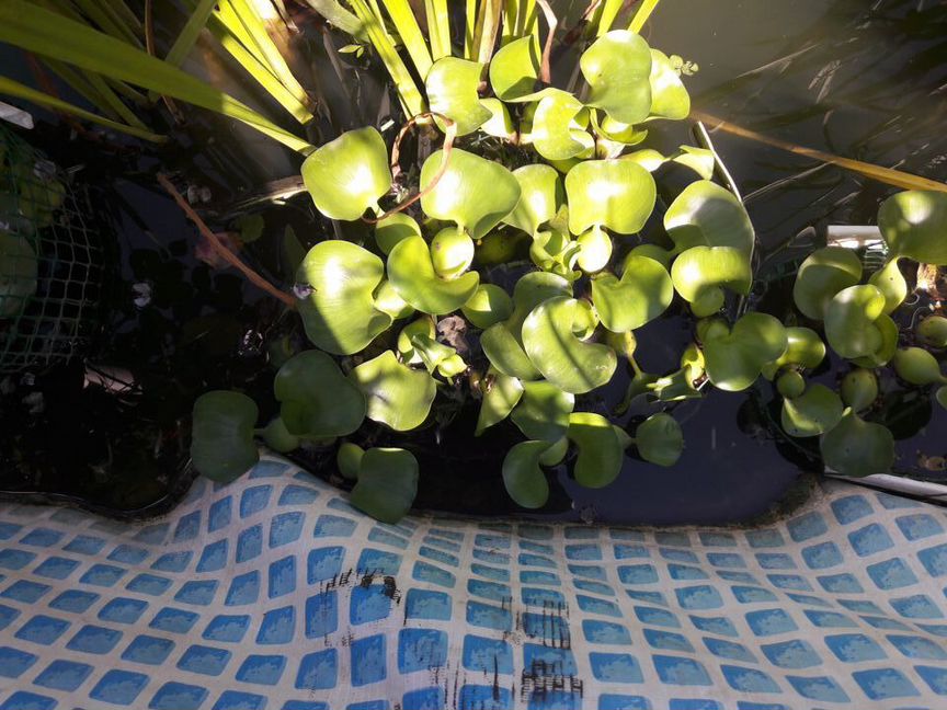 Эйхорния водный гиацинт