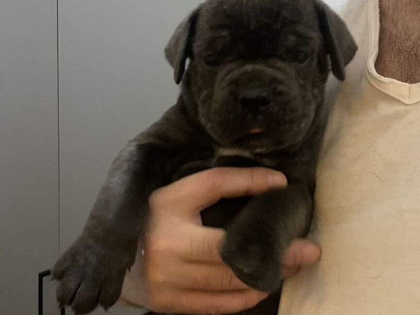 Собаки щенки кане корсо