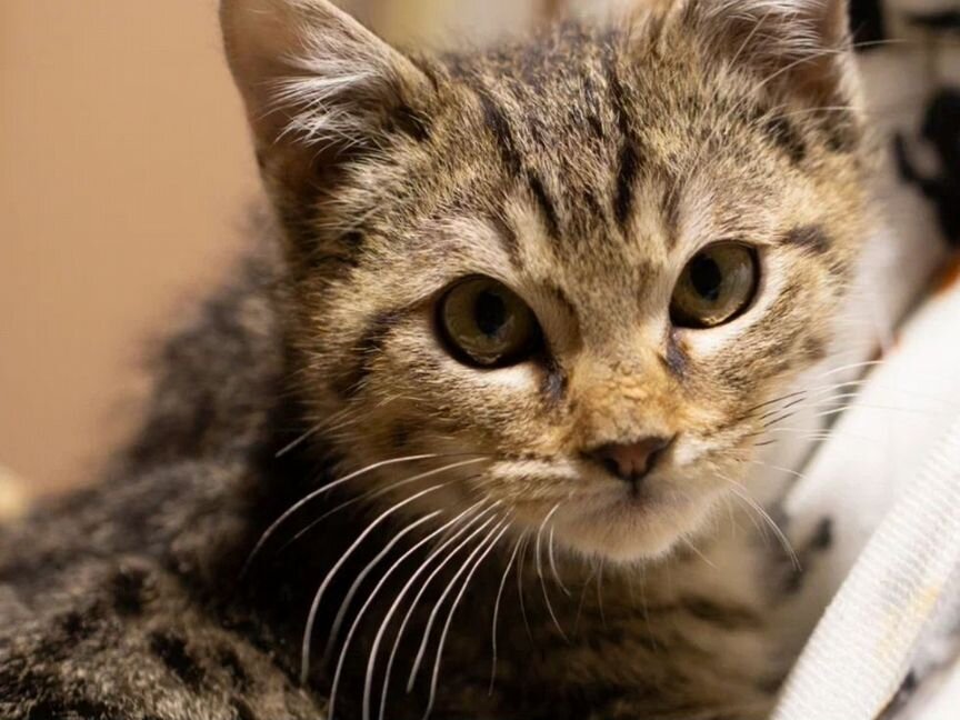 Котенок 3 мес. Шошик в добрые руки