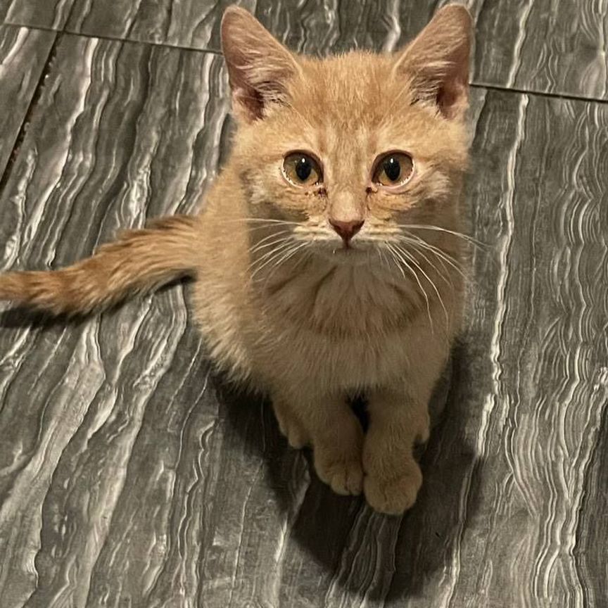 Шотландский вислоухий короткошёрстный котёнок