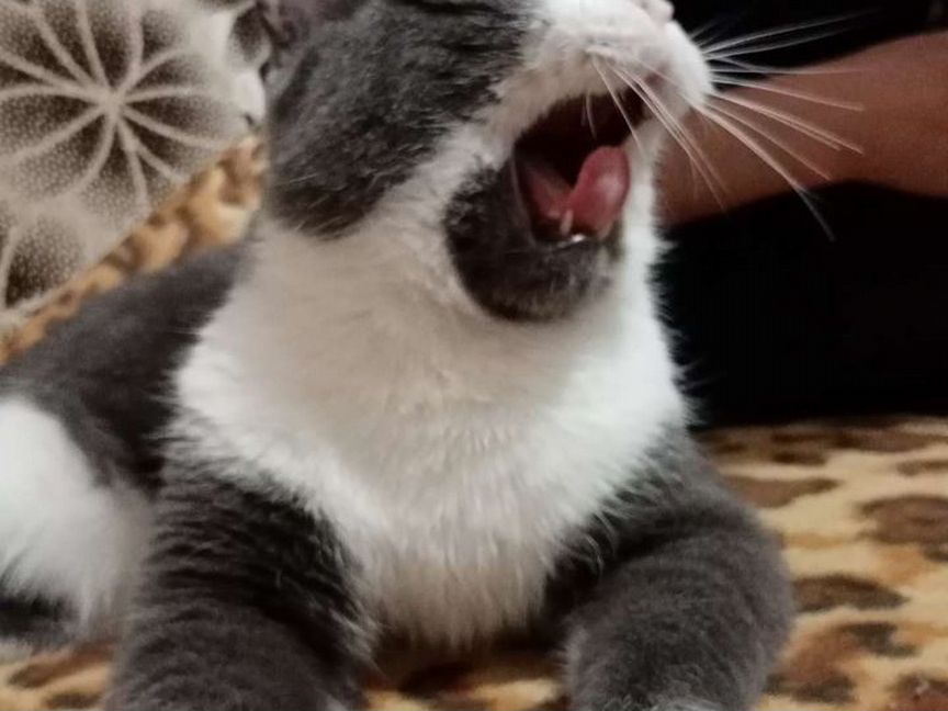 Отдаём доброго красивого кота