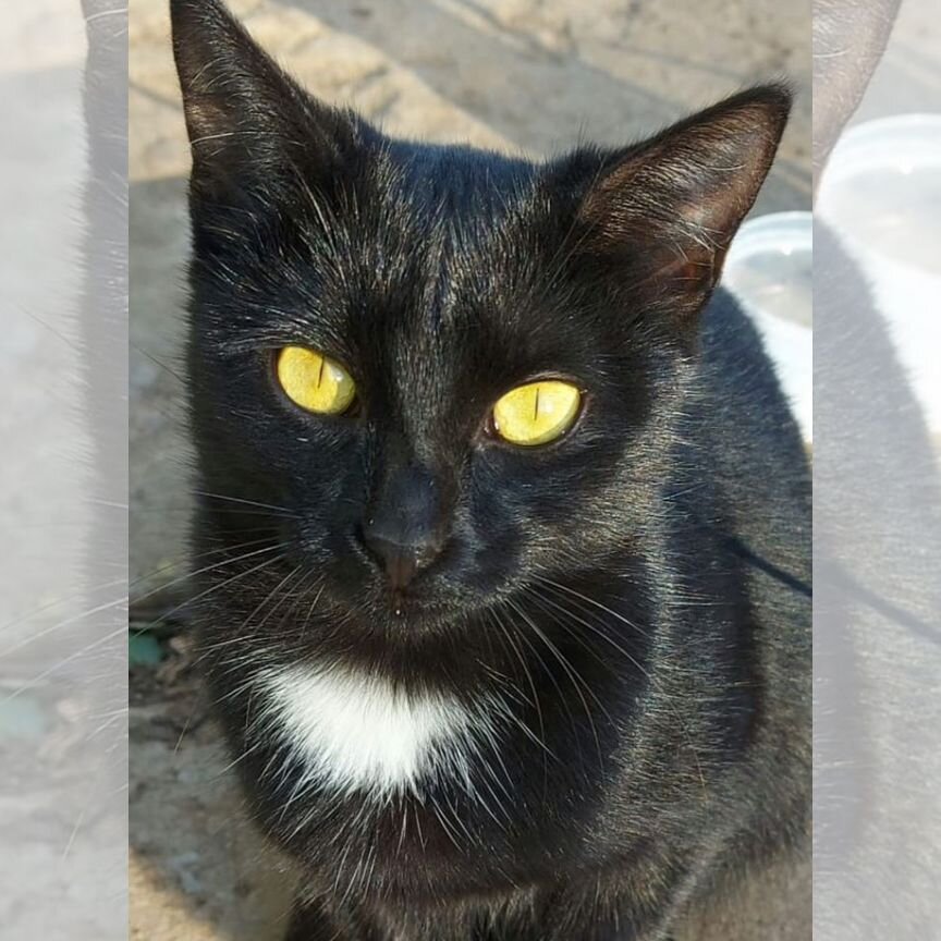 Кошечка