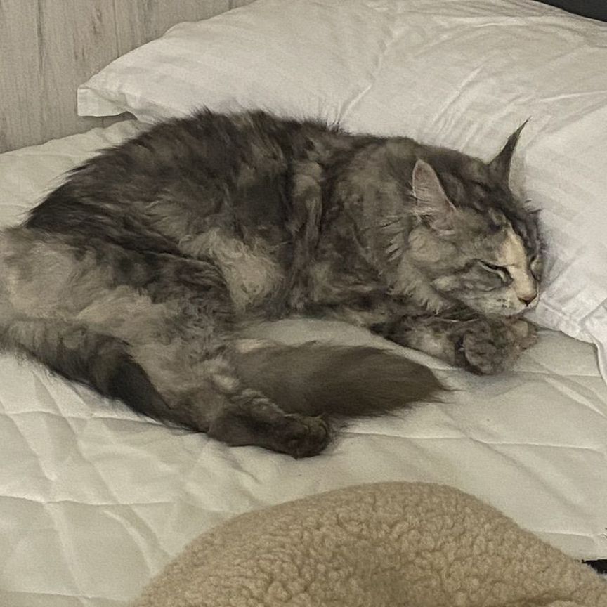 Мейн-кун котёнок